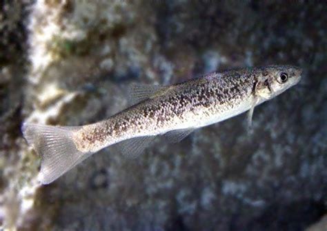 魚類図鑑・タカハヤ