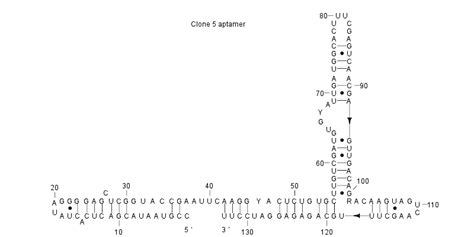Clone 5 Aptamer