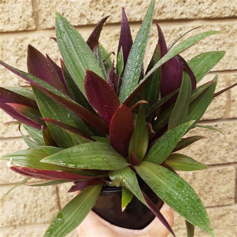 Grasses And Strappy Leaf Statement Plants