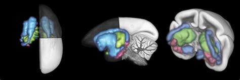 Gene Expression Connectivity Mapping Brainminds