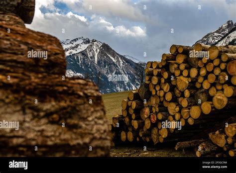 Massive Log Pile Of Pine Tree Trunks Logging And Timber Production At The Grossglockner Pass In
