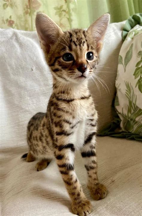 Serval Pet Kitten