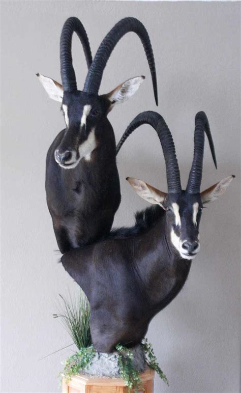Double Sable Pedestal Welcome To Colletts Wildlife Artistry Website