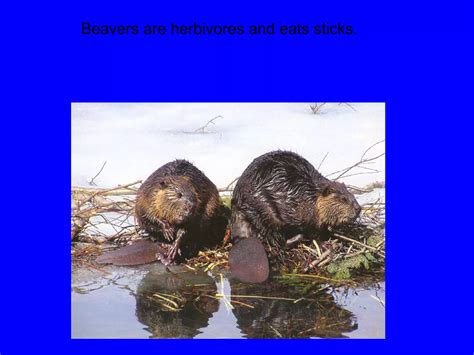 Beavers Ppt