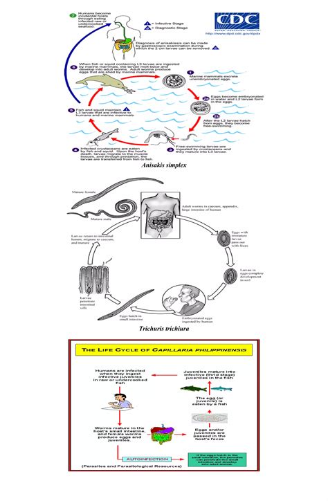 Nematodes Trematodes And Cestodes Handouts Pdf