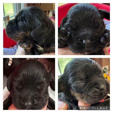Cocker Spaniel Puppies For Sale