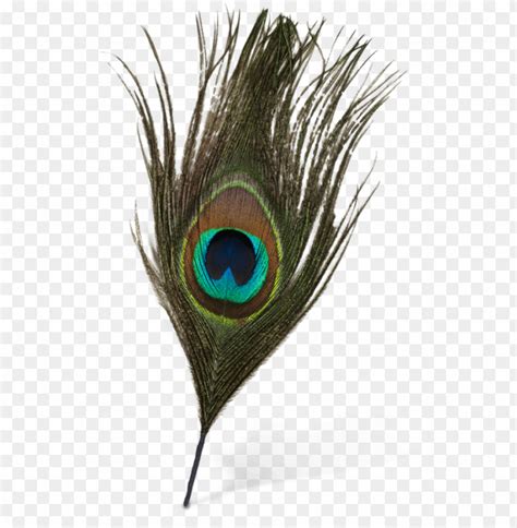 Free Download Hd Png Eacock Feather Vector Png Peacock Feather Images