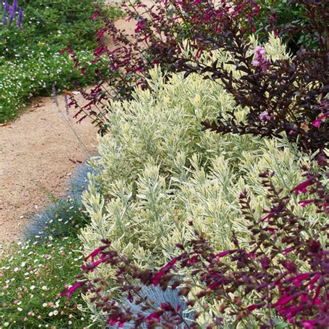 Lavandula Allardii Meerlo Lavender Mid Valley Trees