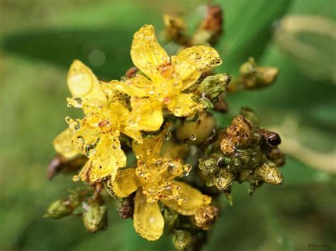 弟切草オトギリソウの花言葉｜花の色や効能、名前の由来は？ Horti By Greensnap