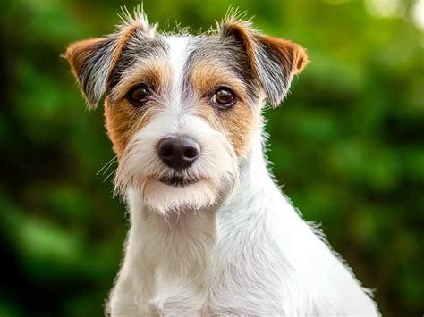 Parson Russell Terrier The Energetic And Agile Fox Hunter