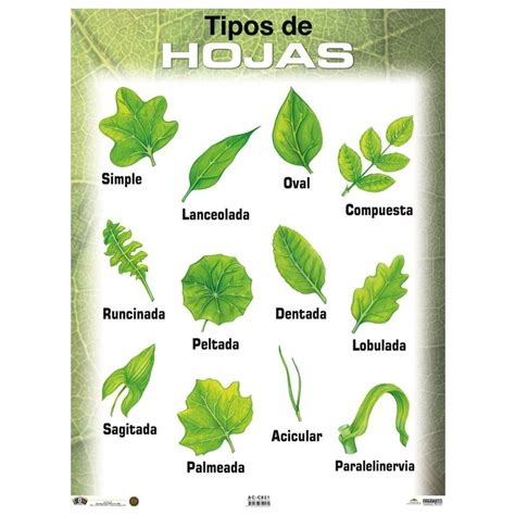 Cartel Tipos De Hojas Bright Bulletin Board Ideas Made Easy