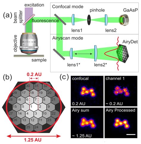 Confocal Imaging Laser Scanning Confocal Microscopy Covalent