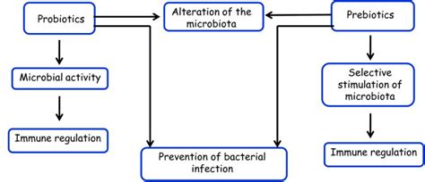 Illustration Of Major Activities Of Probiotics And Prebiotics