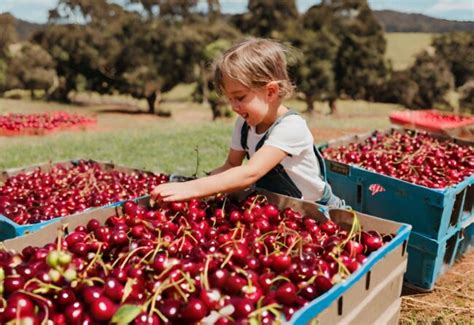 Best Farms To Go Cherry Picking In Nsw