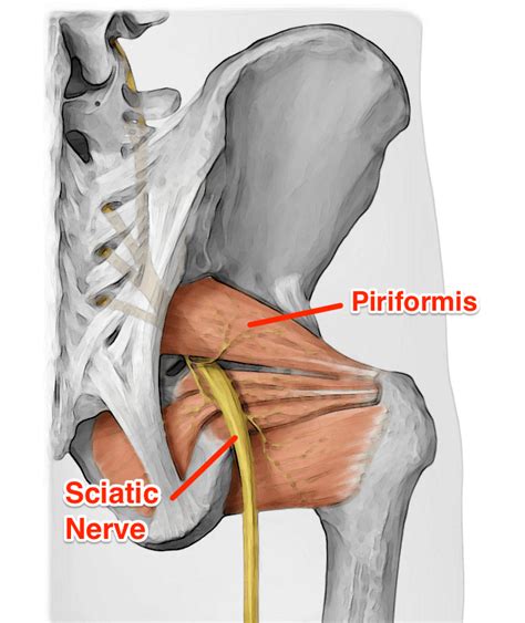 Want To Know More About The Piriformis Piriformis Syndrome Sciatic Nerve Piriformis Muscle