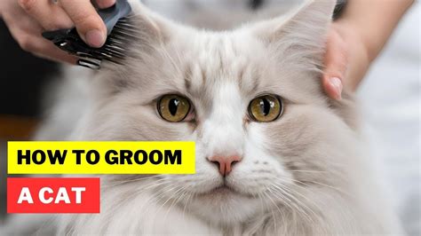How To Groom A Cat How Often Should I Groom My Cat Cat Grooming