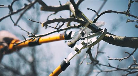 Pollarding And Coppicing Advanced Permaculture Pruning Techniques Permaculture Plants
