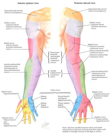 The Arm And Wrist Muscles Are Labeled In This Diagram