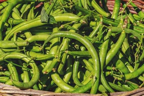 Growing Rapini Brassica Ruvo Best Varieties Planting Guide And Care