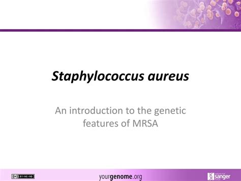 Ppt Staphylococcus Aureus Powerpoint Presentation Free Download Id