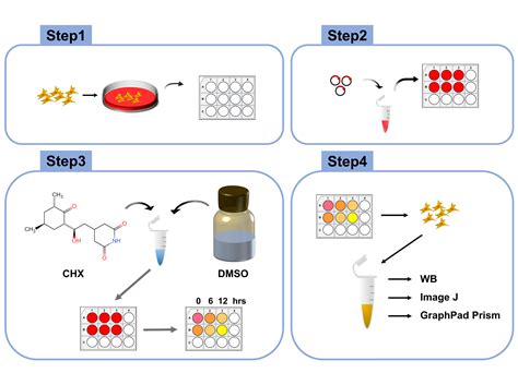 Cell Metabolism Cell Biology Bio Protocol