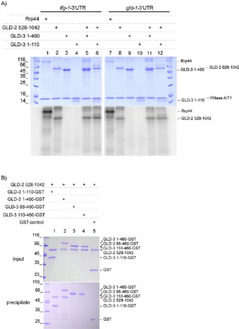 Rna Binding And Protein Binding Capabilities Of The Gld 3 Kh Region