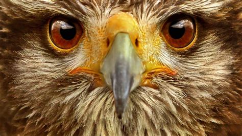 Eagle Hawk Eyes Wallpapers Hd Desktop And Mobile Backgrounds