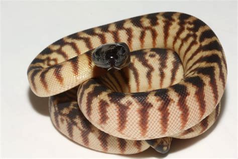 Black Headed Pythons 2023 Archives Big Sky Reptiles