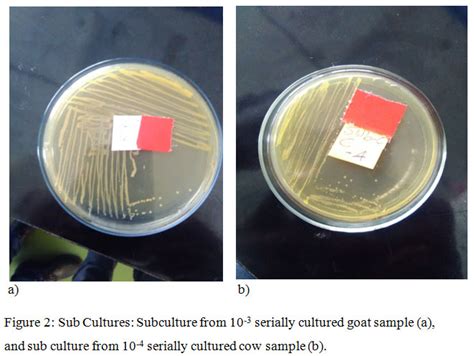 Extraction Of Protease Under Solid State Fermentation Using Bacterial Isolates From Traditional