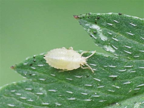 Tingis Auriculata Nymph Tingidae Lace Bugs Simon Oliver Flickr