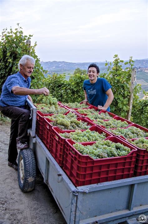 Der Junge Barolo Winzer Giuseppe And Fratelli