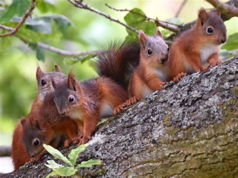 Five Squirrels In Our Oak Tree By Magnus Eneqvist