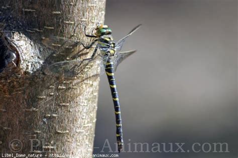 Photo De Libellule Libel N° 324806 Sur Photos