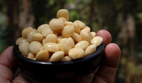 El Tarwi O Chocho Una Joya Alimentaria Del Perú Tu Diario Huánuco