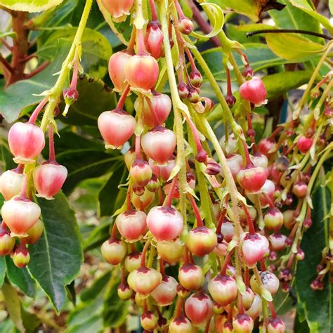 Arbutus Strawberry Tree