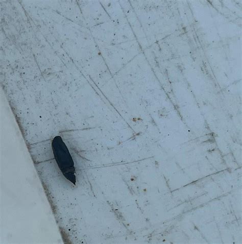 Pupa Identification R Moths