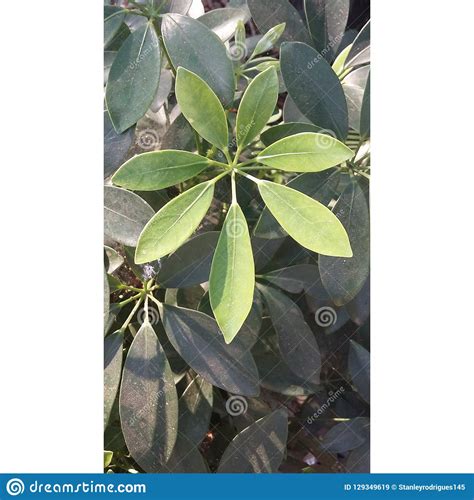 Seven Star Leaf Stock Image Image Of Seven Star Pure 129349619