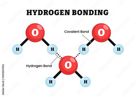 Hydrogen Bonding Chemical H Bond On Water Molecule Labeled Dipol