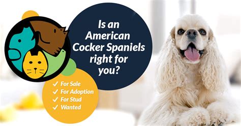 Cocker Spaniel Dogs And Puppies For Sale In The Uk