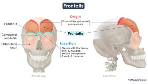 Frontalis Origin Insertion Action Innervation Diagram