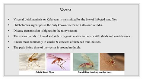 Vector Borne Disease Leishmaniasis Adhyapptx