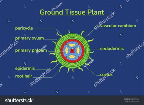 Plant Ground Root Tissue Structure Diagram เวกเตอร์สต็อก ปลอดค่า