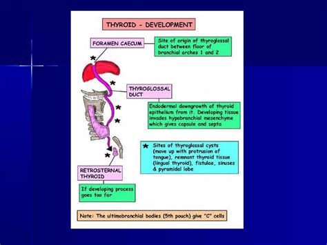 Thyroid Embryology Ppt