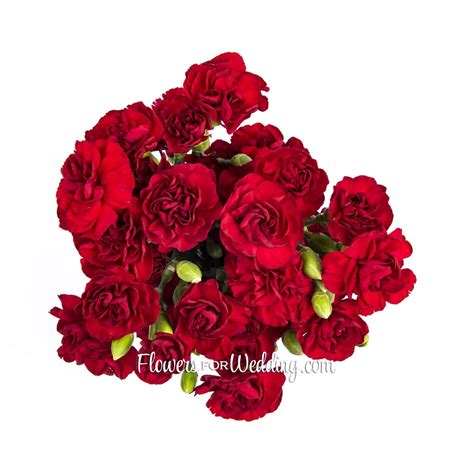 Burgundy Mini Carnations Flowers For Weddings Wedding Flowers Lovely Bridal Bouquets And More