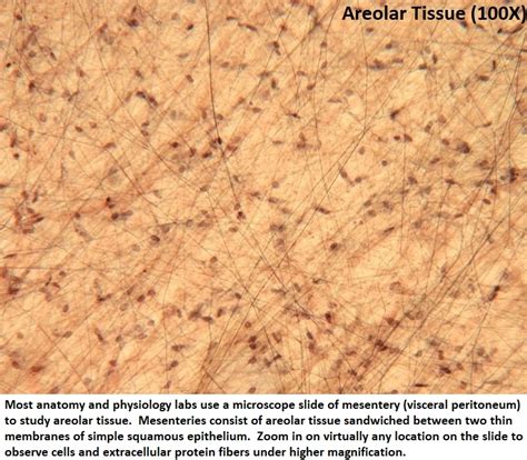 Areolar Connective Tissue Anatomybox