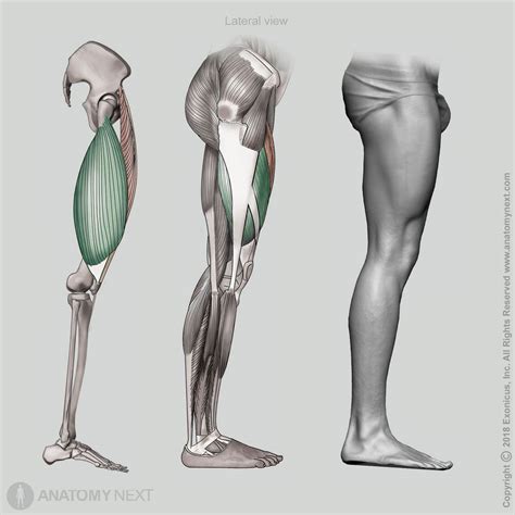 Quadricep Muscles Anatomy Quadriceps Tendon Tear Orthoinfo Aaos