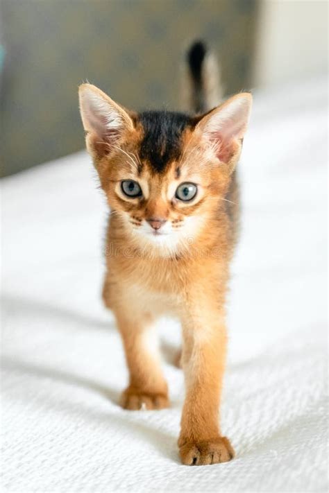 Small Little Newborn Kitty Wild Colored Kitten Of Abyssinian Cat Breed