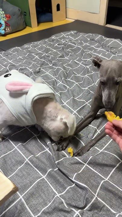 겨울엔 군고구마 With 대추 Youtube