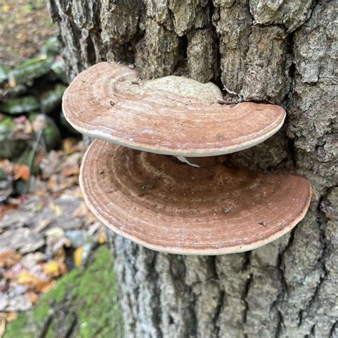 Ganoderma Applanatum Artists Conk Eat The Planet