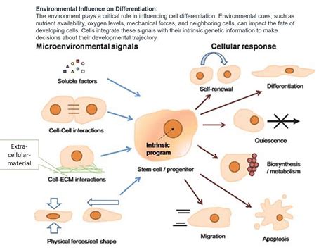 A22 Cell Structure Ibdpbiology2023
